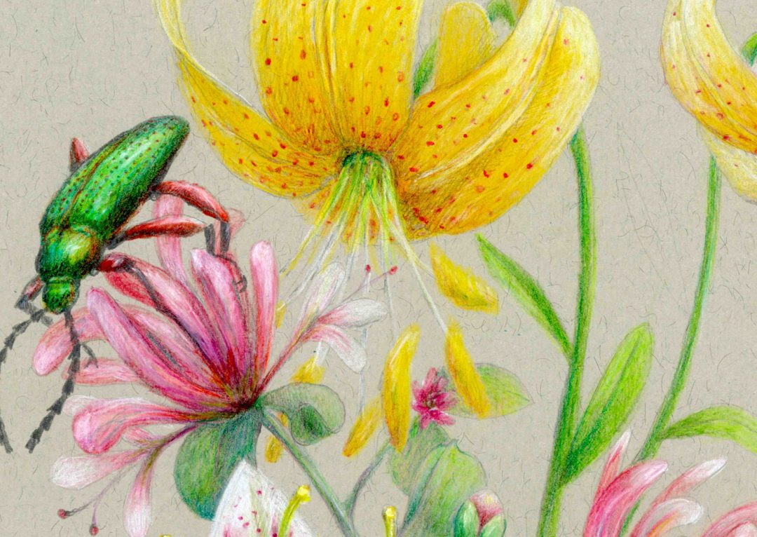 ONLINE: ON59 – Quem Vive na Floresta? Explorar contos e técnicas de ...